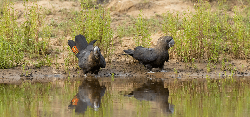 Supporting long-term habitats for endangered fauna - Ecological Consultancy